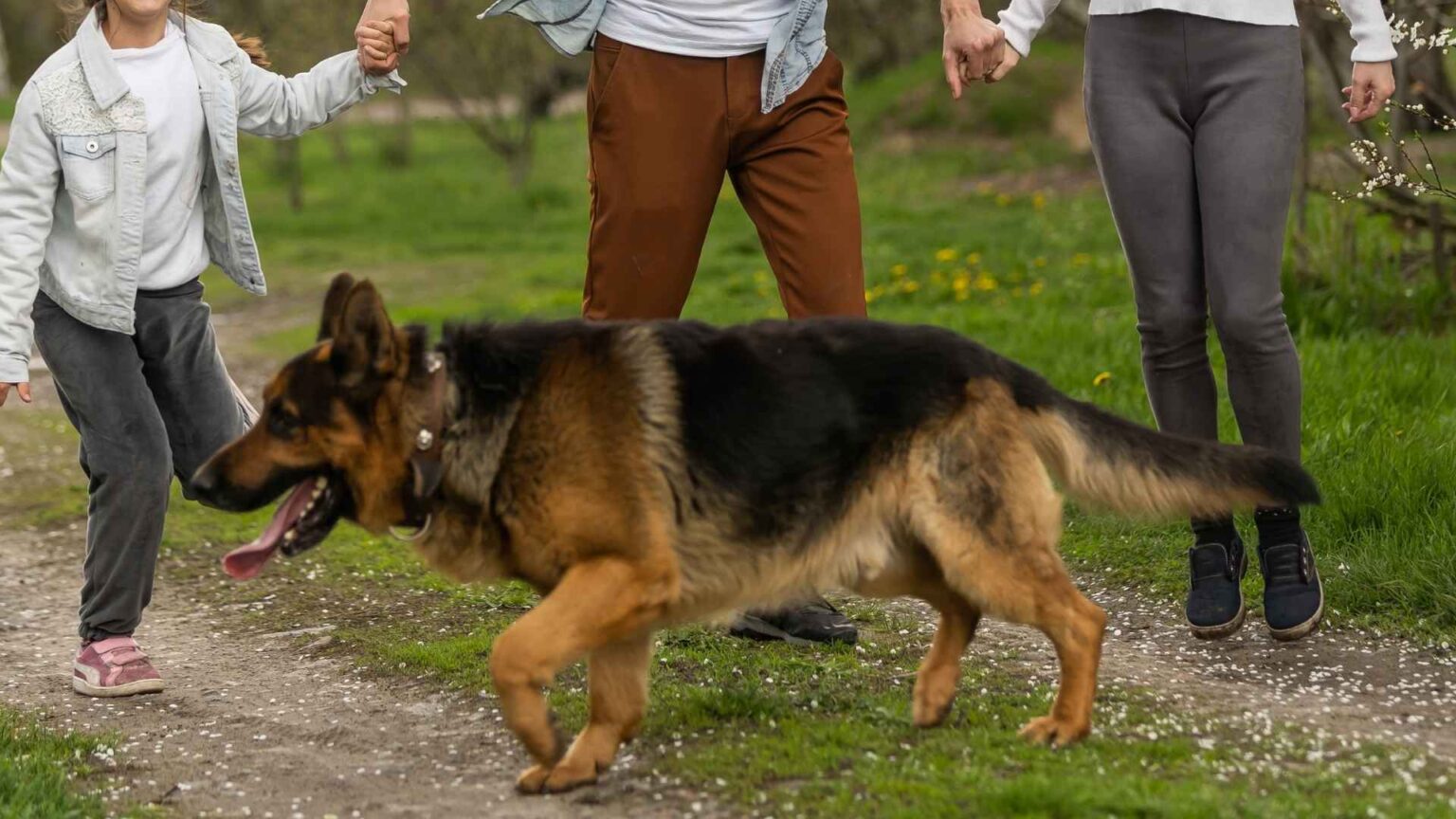 7 Most Overprotective Dog Breeds For Families