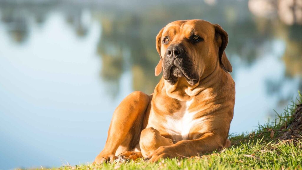7 Rarest Guard Dog Breeds You Can Own Today