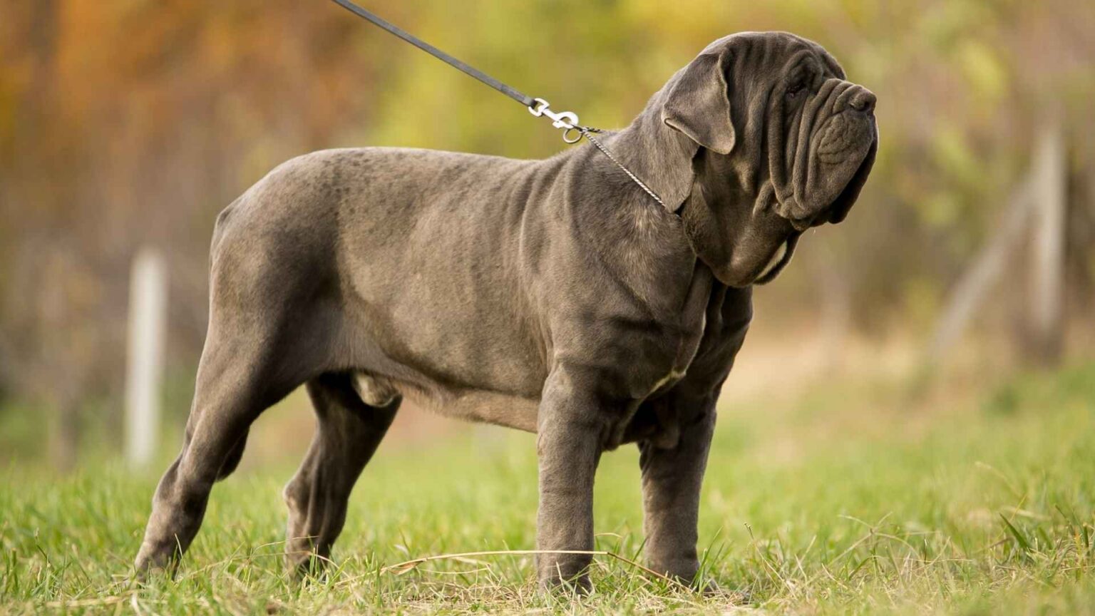 7 Dog Breeds With Largest Heads Proportionate To Body
