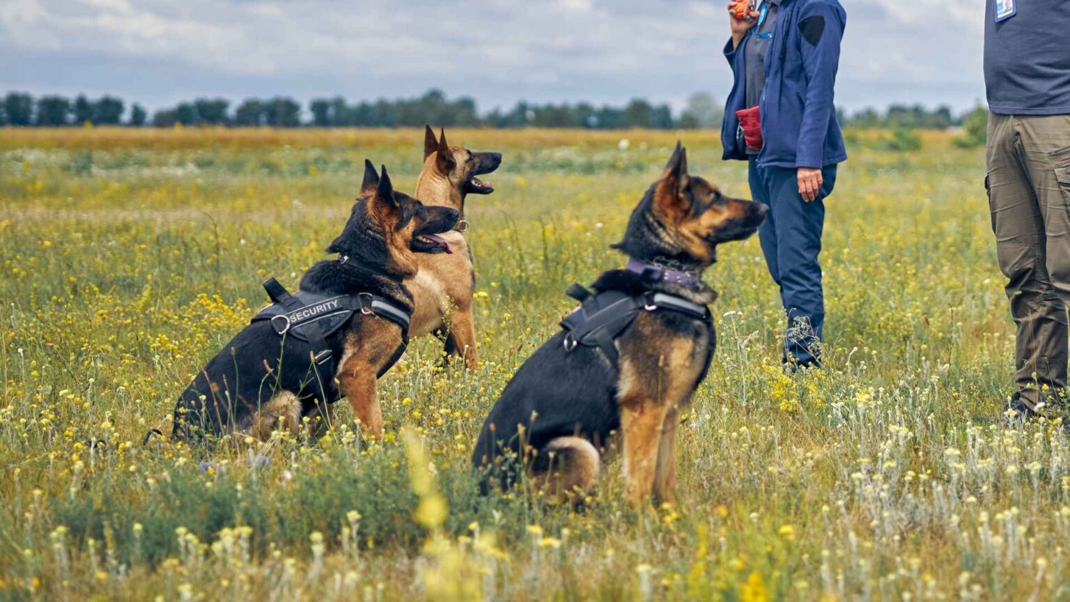 9 Super Smart Guard Dog Breeds That Will Leave You In Awe