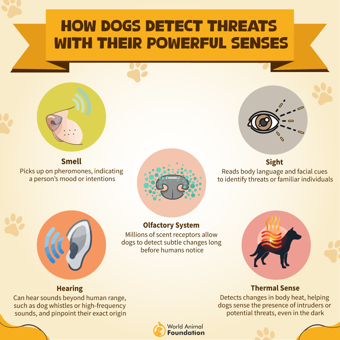 9 Best Indoor Guard Dog Breeds To Protect Against Wild Boars