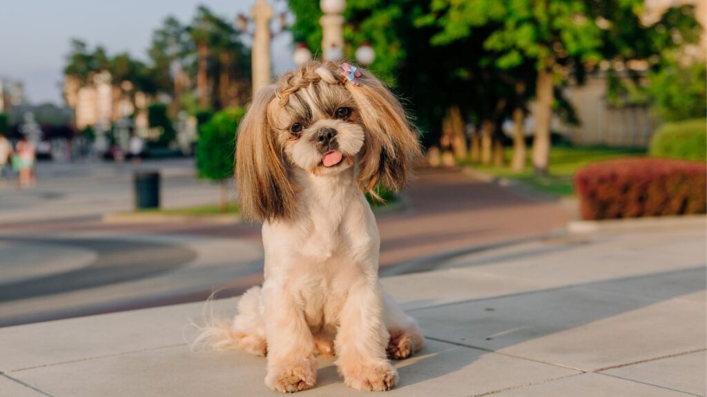 10 Dog Breeds That Have The Best Hair