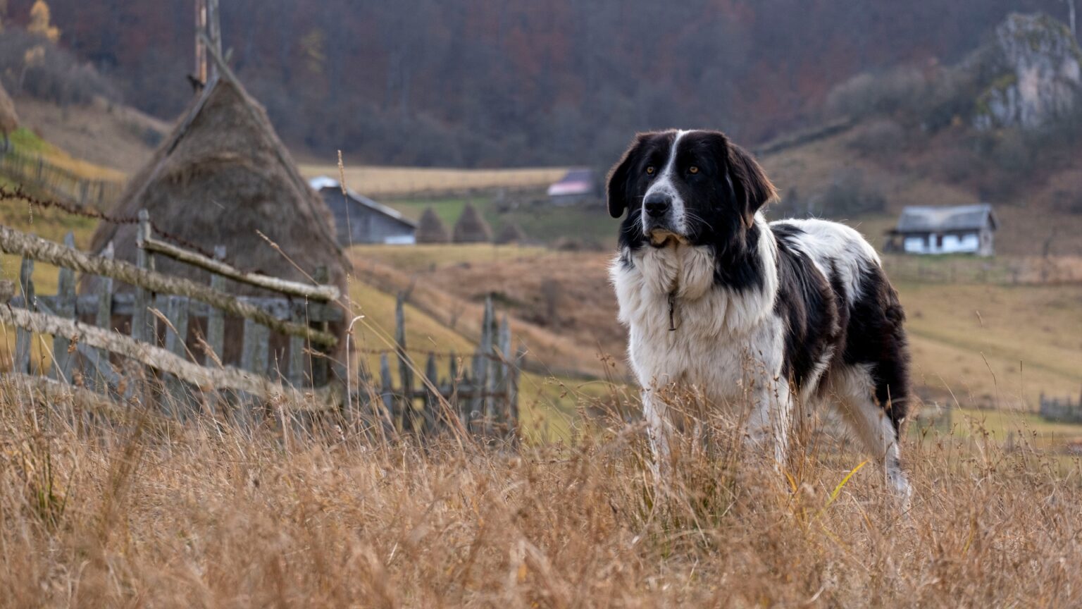 7 Brave Dog Breeds Suited For Rural Living