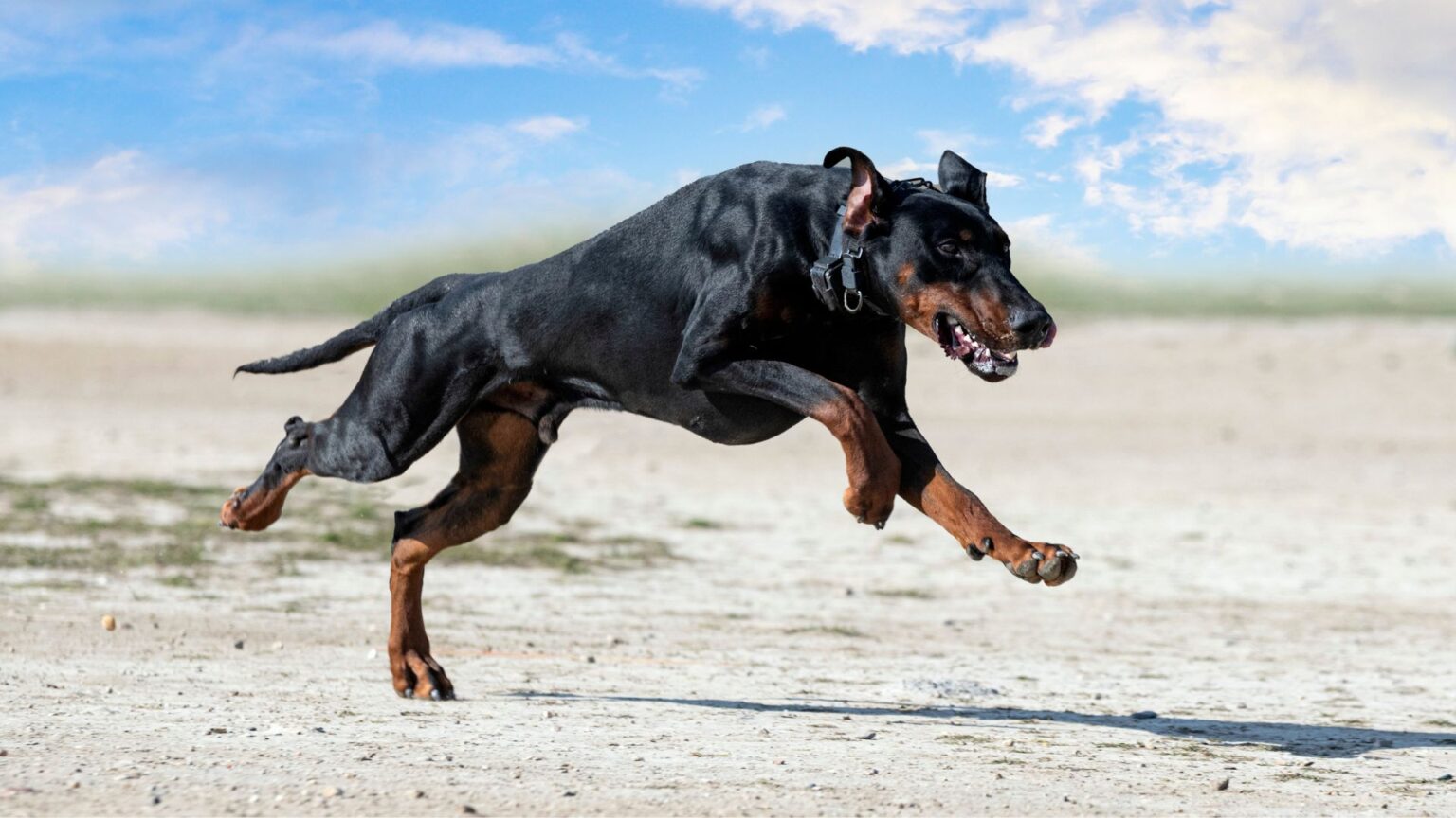 7 Fast Guard Dog Breeds That Offer Strength & Loyalty