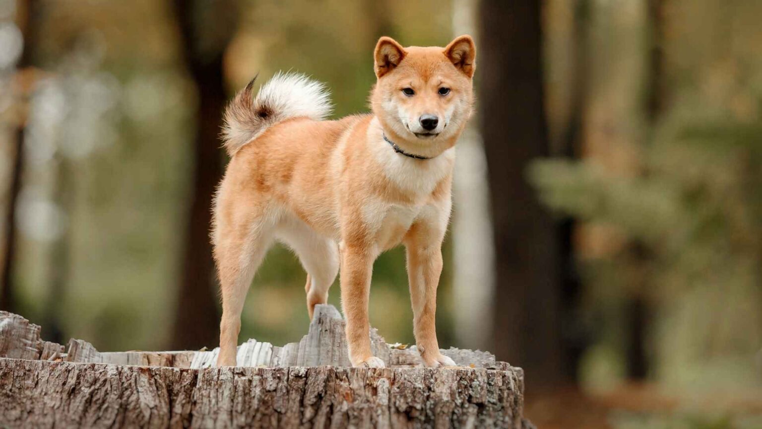 9 Dog Breeds That Bark Rarely, Even When Left Alone