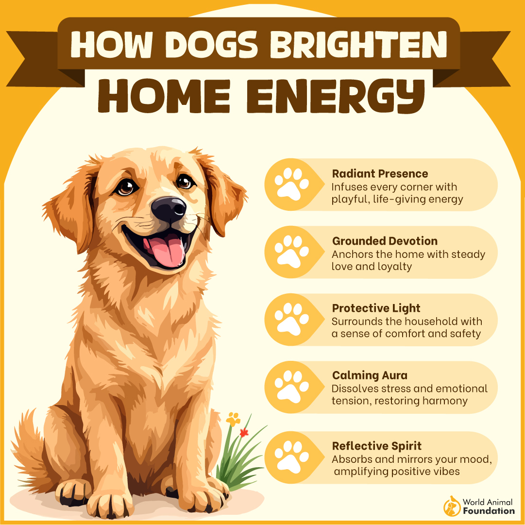 9 Dog Breeds That Bring Joy To Every Room They Enter
