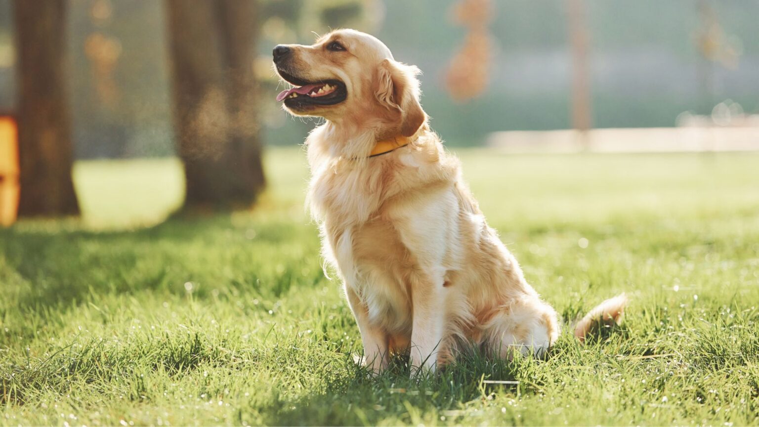 7 Popular Dog Breeds Known For Their Self-Awareness