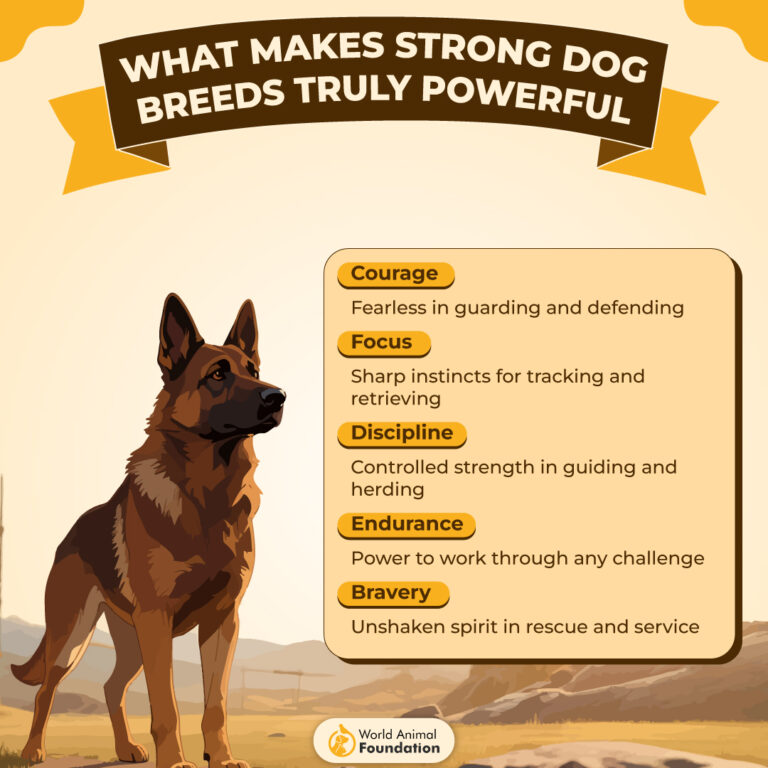 7 Strongest Domesticated Dog Breeds Throughout History
