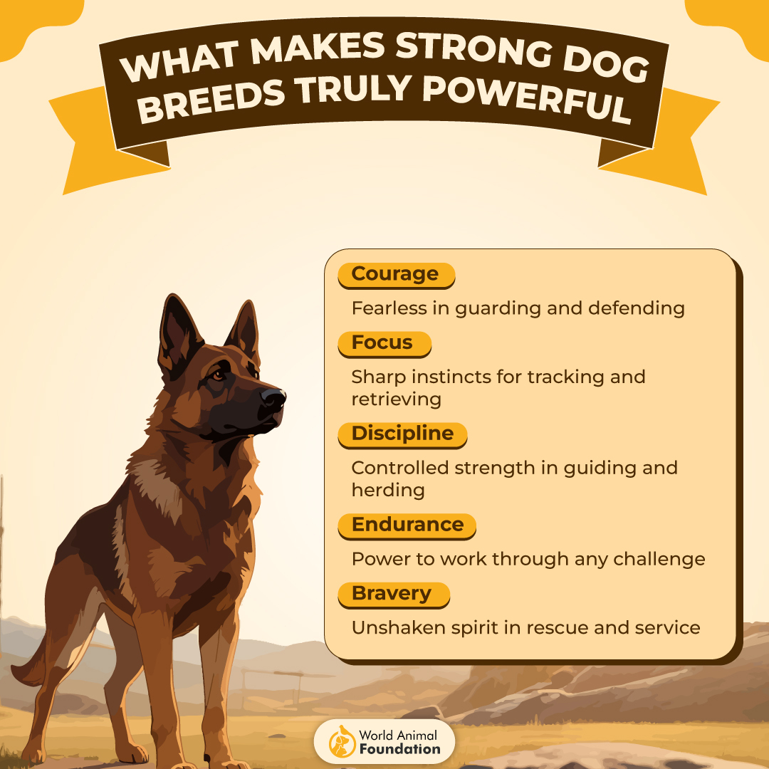 7 Strongest Domesticated Dog Breeds Throughout History