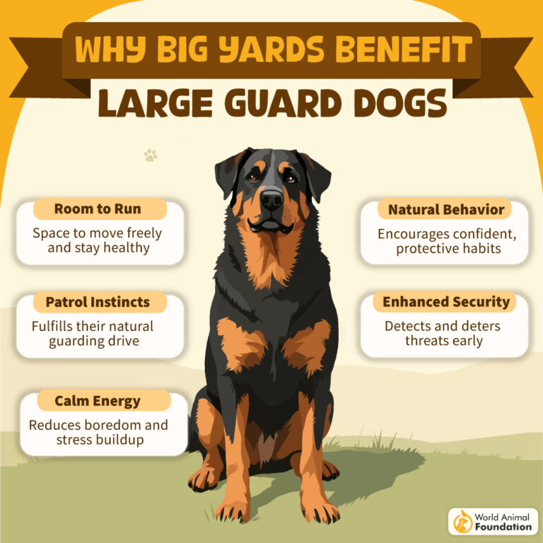 10 Largest Guard Dog Breeds Ideal For Big Yards
