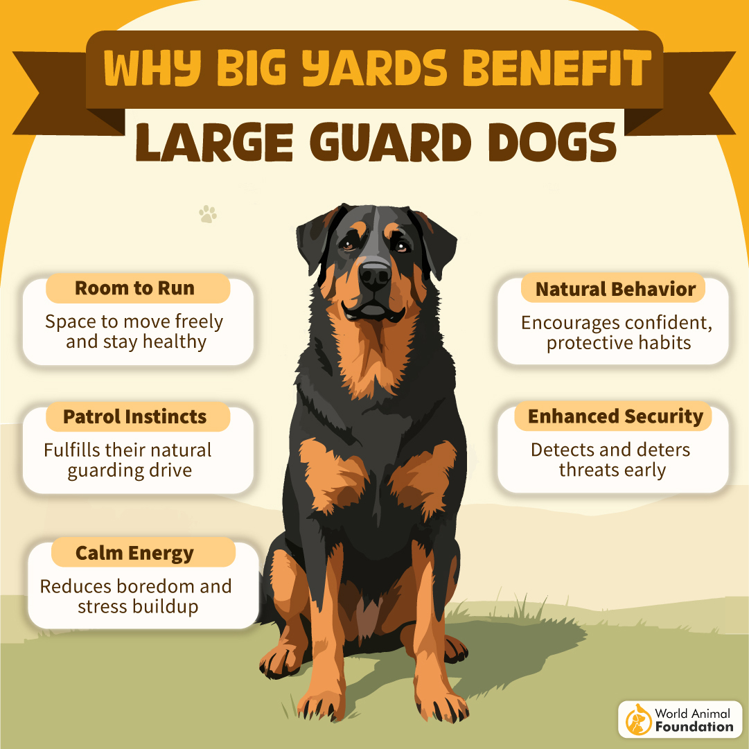 10 Largest Guard Dog Breeds Ideal For Big Yards