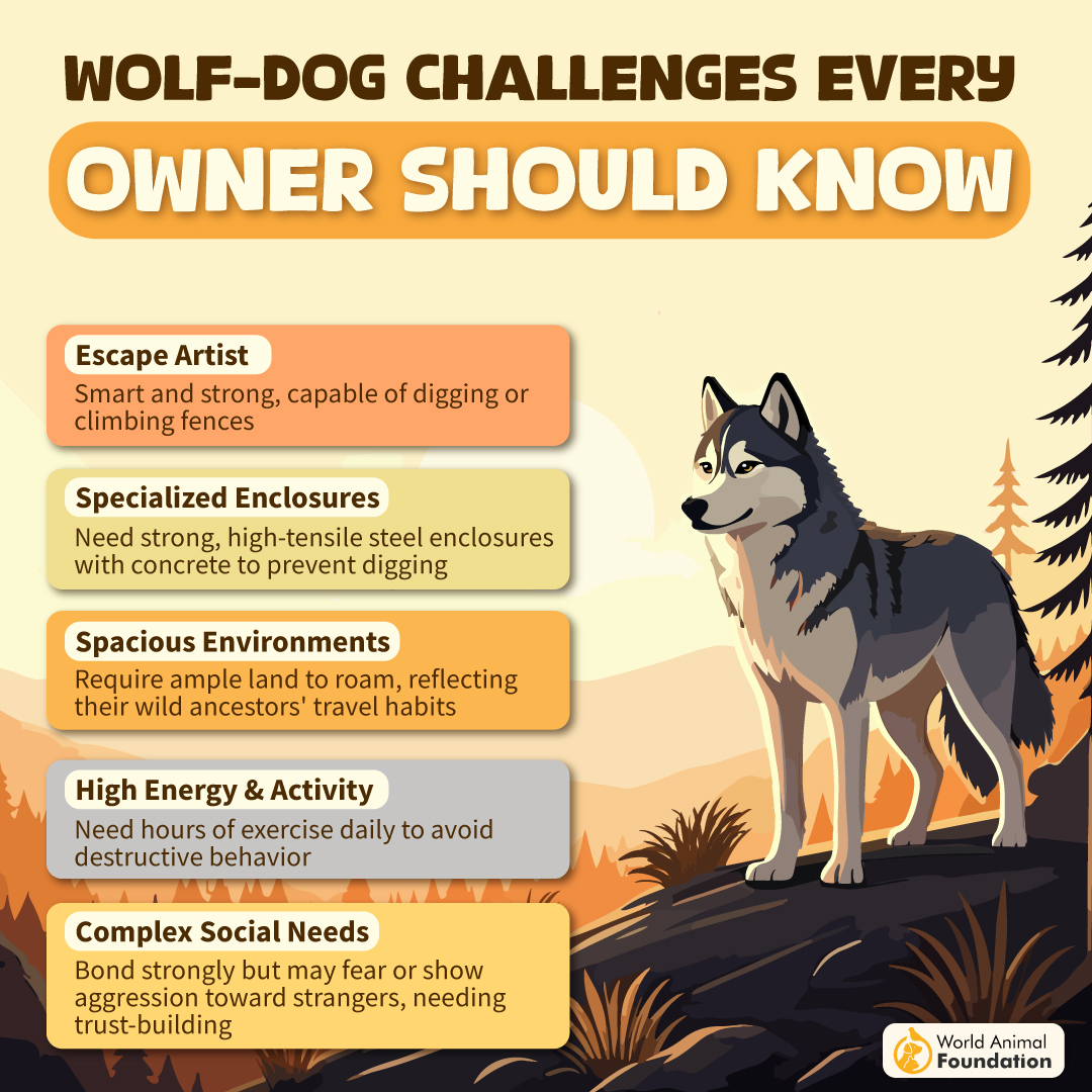 7 Best Wolf-Dog Hybrids Among Rare Dog Breeds