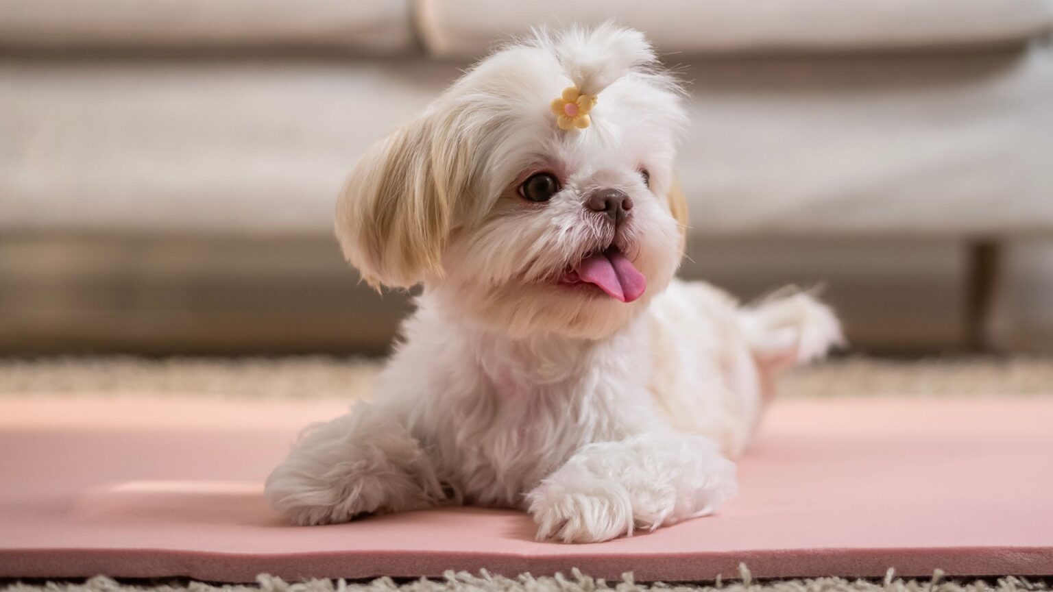 7 Best Relaxing Dog Breeds For Home Life