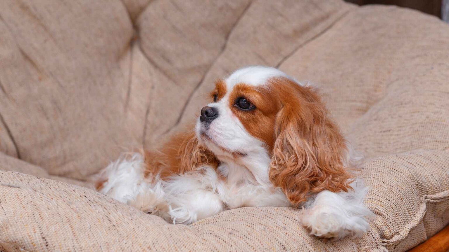 7 Gentle And Laid Back Dog Breeds