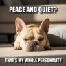 7 Best Small Quiet Dog Breeds