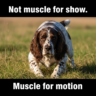 9 Toughest Hunting Dog Breeds That Dominate The Field
