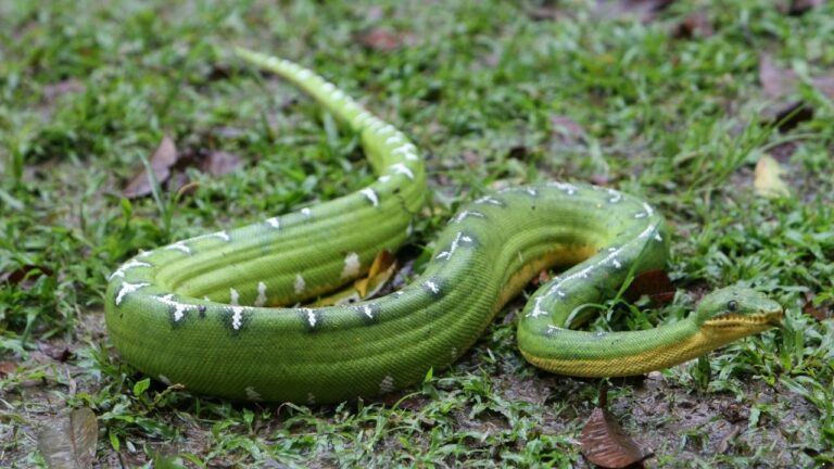 7 Snakes That Are Adapted For Hunting Birds