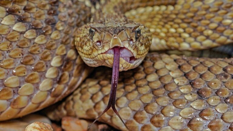 7 Snakes That Use Their Venom To Stun Prey