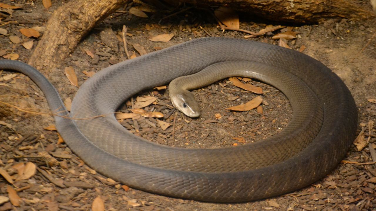7 Snakes Known For Their Aggressive Hunting Techniques