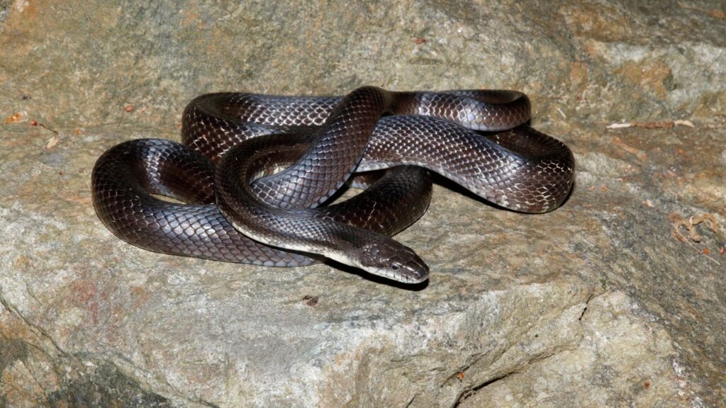 7 Snakes That Live The Longest In The Wild