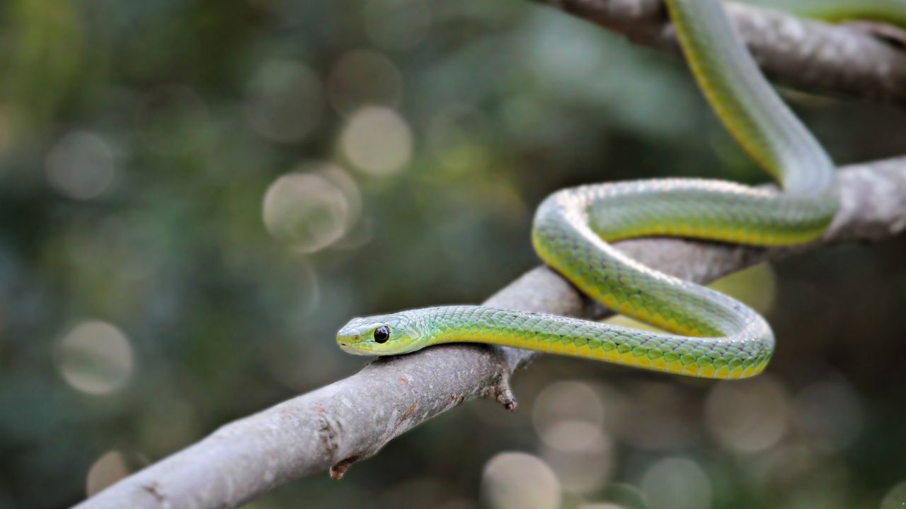 7 Snakes Known For Their Aggressive Hunting Techniques