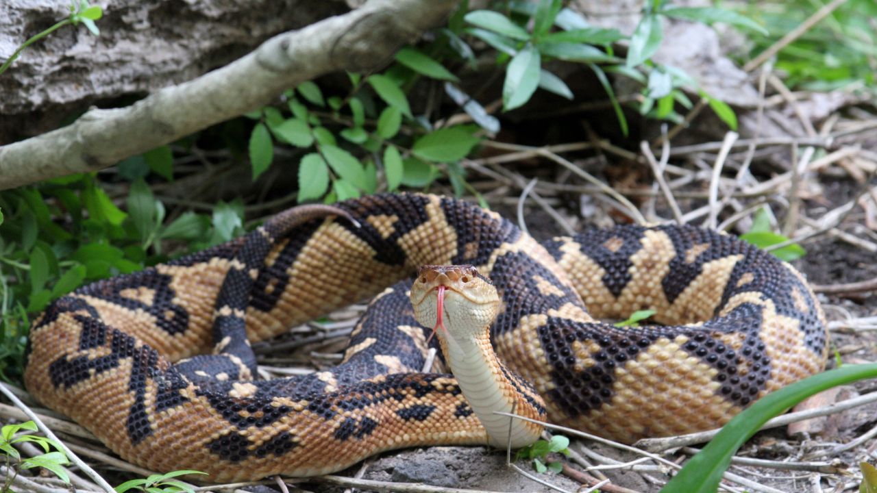 7 Snakes Known For Their Aggressive Hunting Techniques