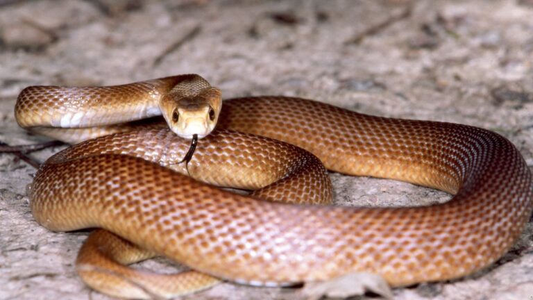 7 Snakes Known For Their Aggressive Hunting Techniques