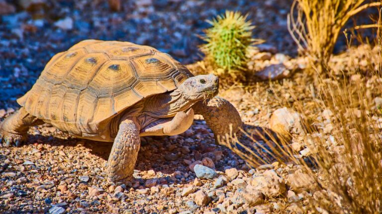7 Animals That Can Live Without Water For Days