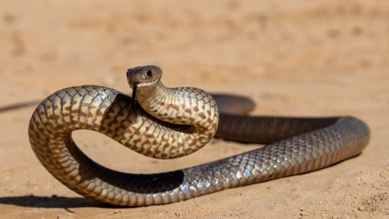 7 Snakes Known For Their Aggressive Hunting Techniques