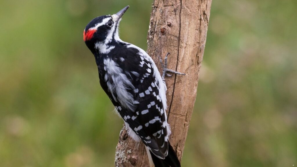 7 Birds That Can Communicate With Vibrations