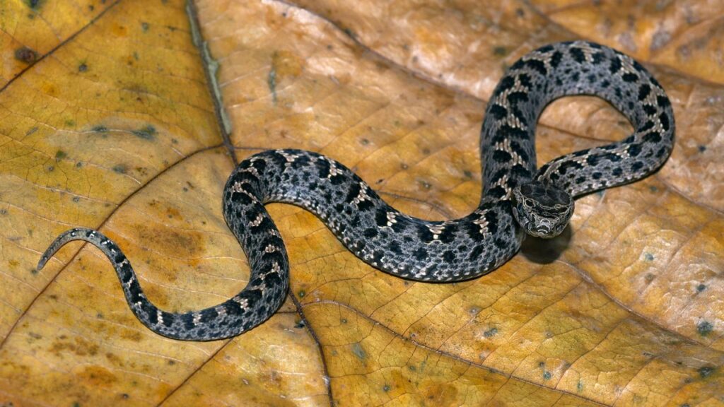7 Snakes That Can Live In The Highest Altitudes