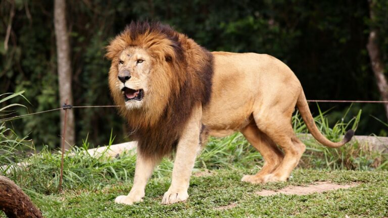 9 Animals On The Planet Known For Their Loudness