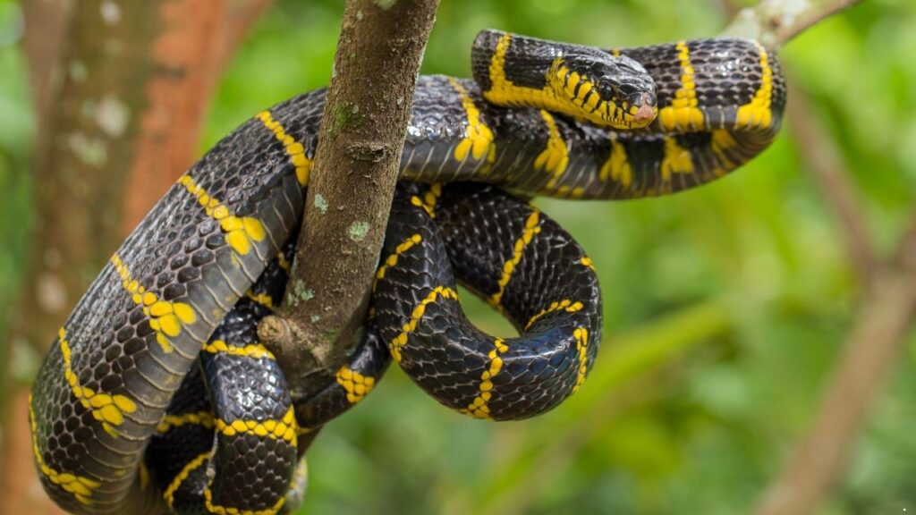 7 Snakes That Are Adapted For Hunting Birds
