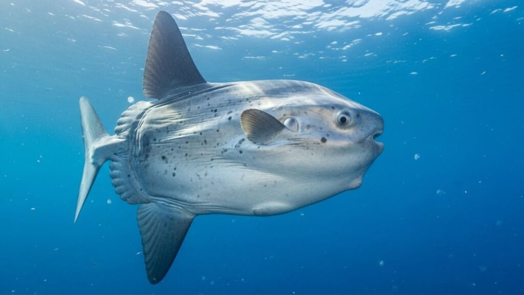 7 Fish That Are Known For Their Unusual Shapes