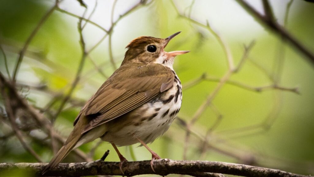 9 Birds That Make The Most Complex Nests