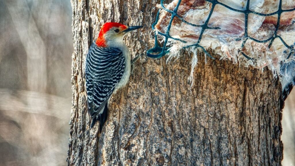 7 Birds That Can Communicate With Vibrations