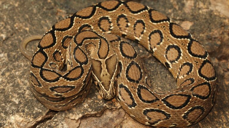 10 Snakes With The Most Powerful Venom