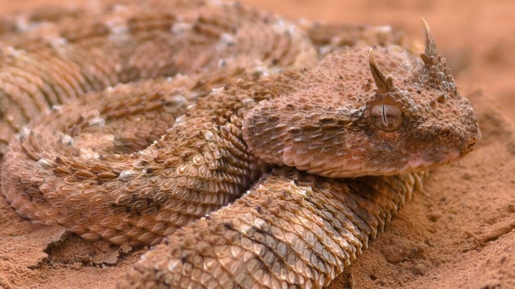 7 Snakes That Can Survive In Extreme Environments