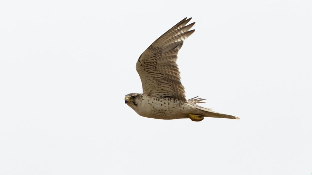 10 Birds That Are Known For Their Incredible Speed