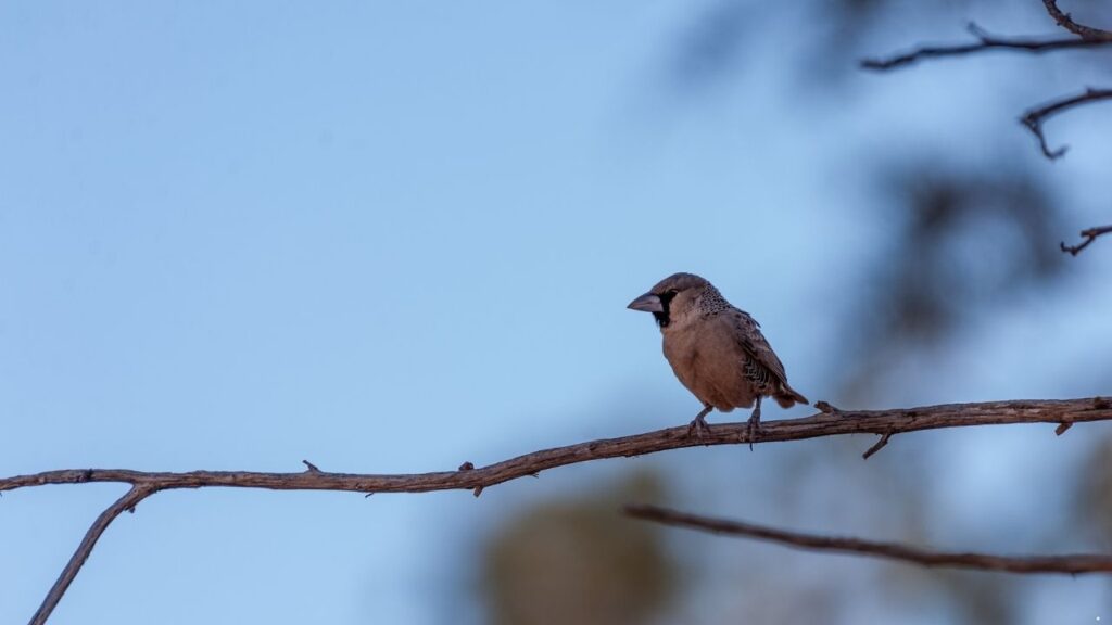 9 Birds That Make The Most Complex Nests