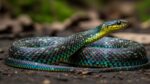 7 Snakes With The Most Distinctive Markings