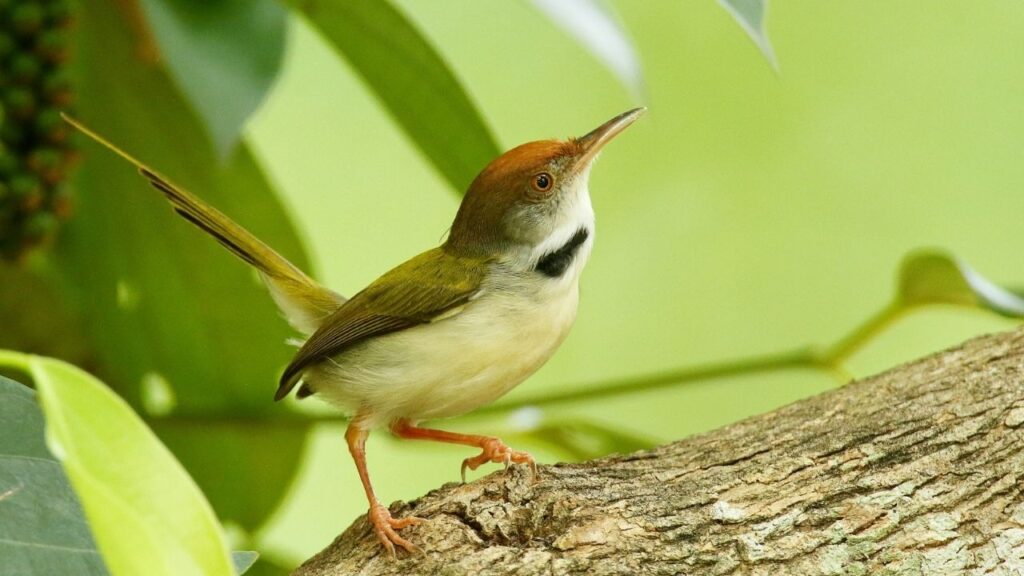 9 Birds That Make The Most Complex Nests