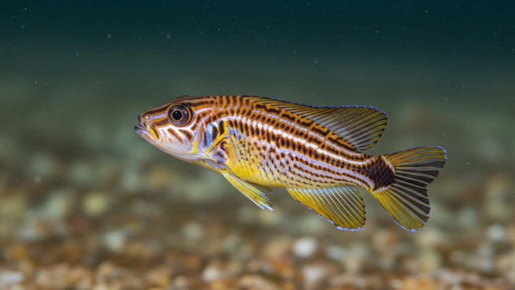 7 Fish That Are Known For Their Unusual Shapes