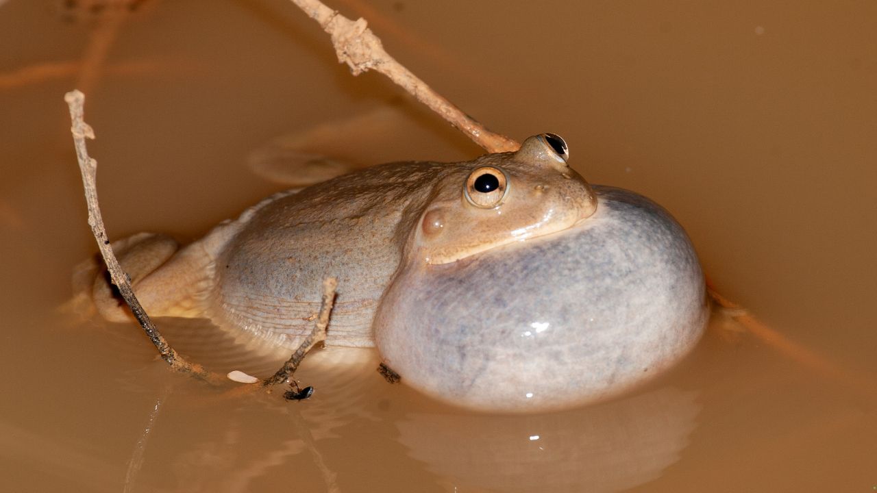 7 Animals That Can Live Without Water For Days