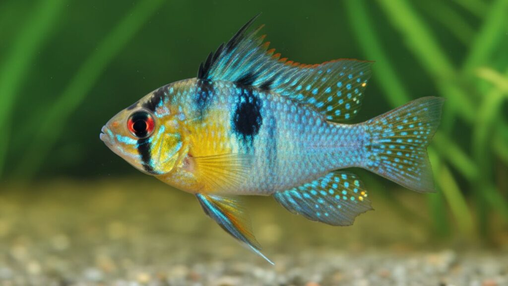 9 Fish That Have The Most Amazing Color Variations