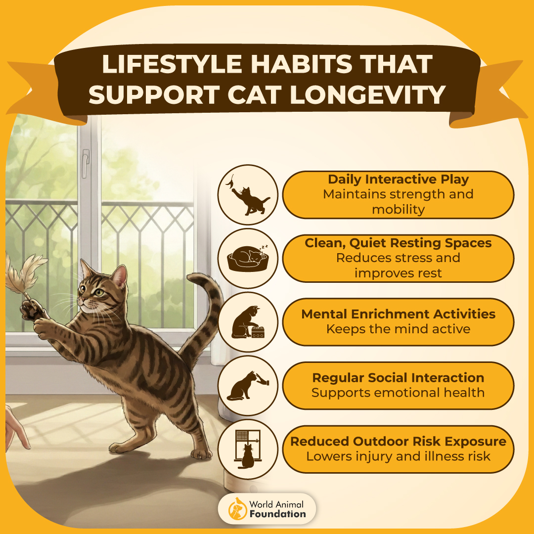 7 Cat Breeds That Age Gracefully