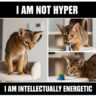 9 Most Intelligent Cat Breeds