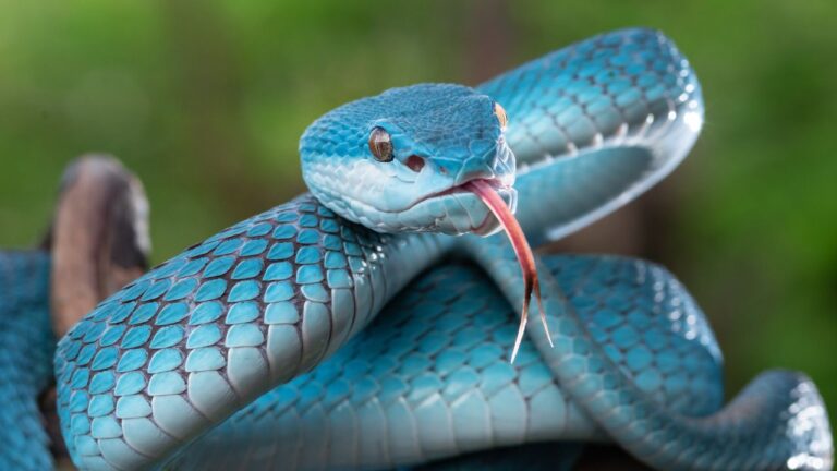 Snake Bite Statistics By State [2026 Updated]