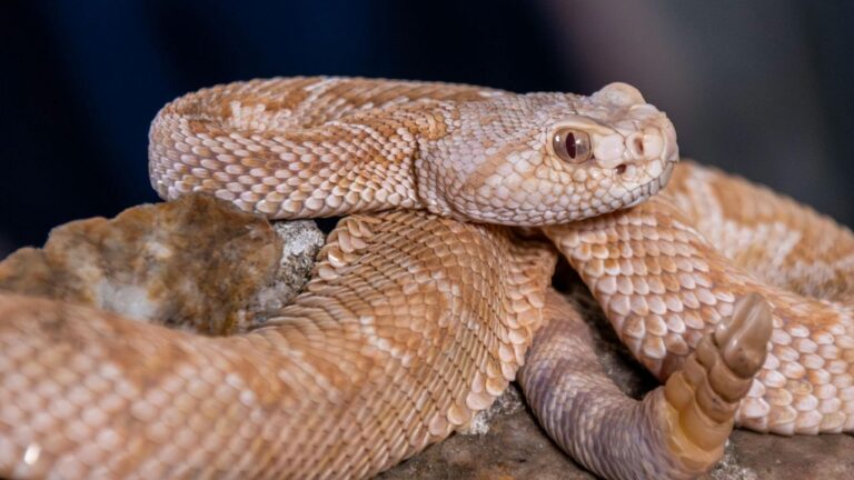 Snake Bite Statistics By State [2026 Updated]