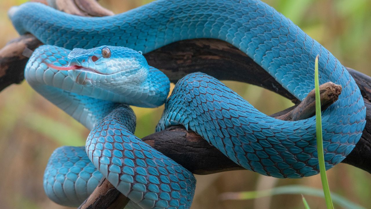 Snake Bite Statistics By State [2026 Updated]